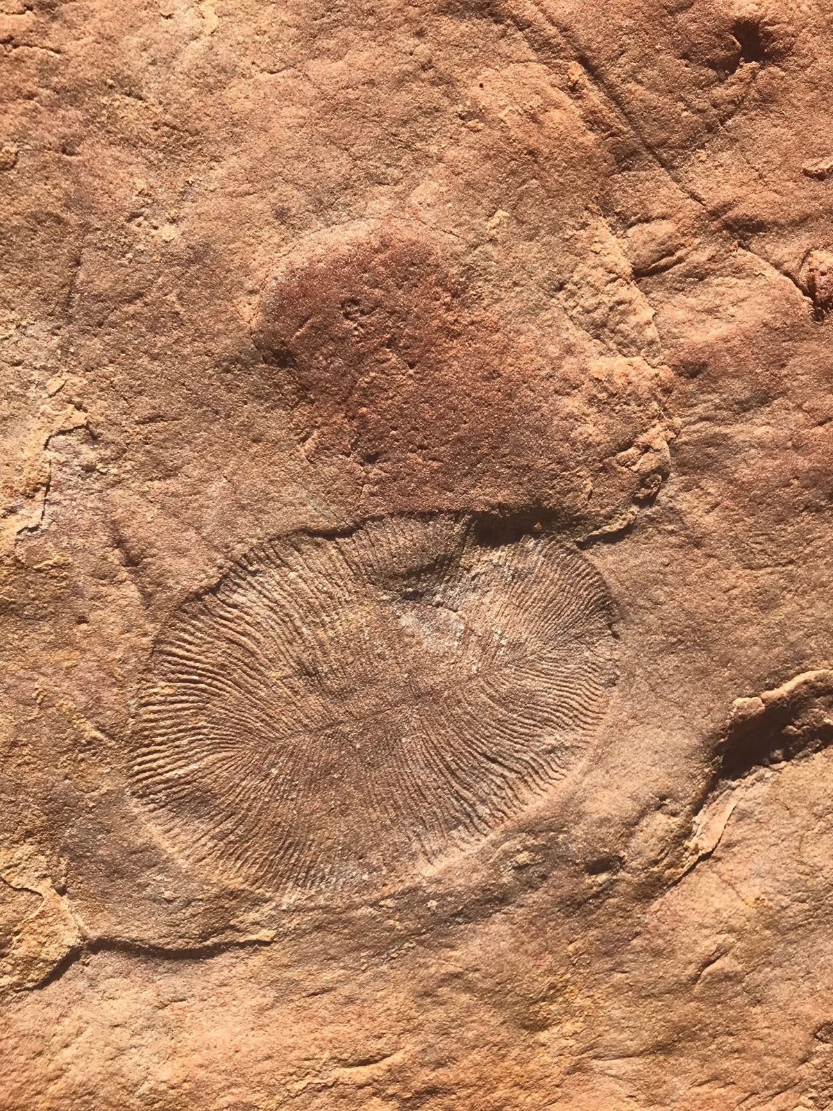 Dicksonia fossil from the Ediacaran Era at… | The Planetary Society