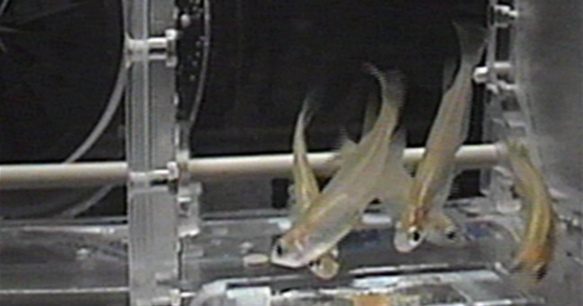 Medaka fish | The Planetary Society