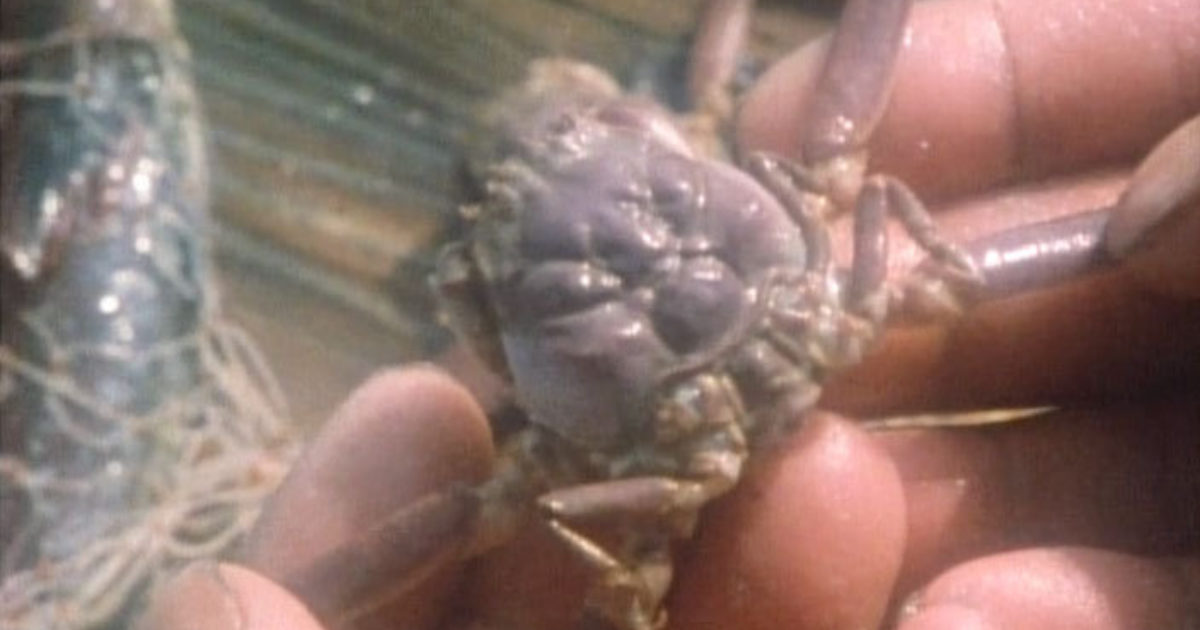 The Heike Crab | The Planetary Society