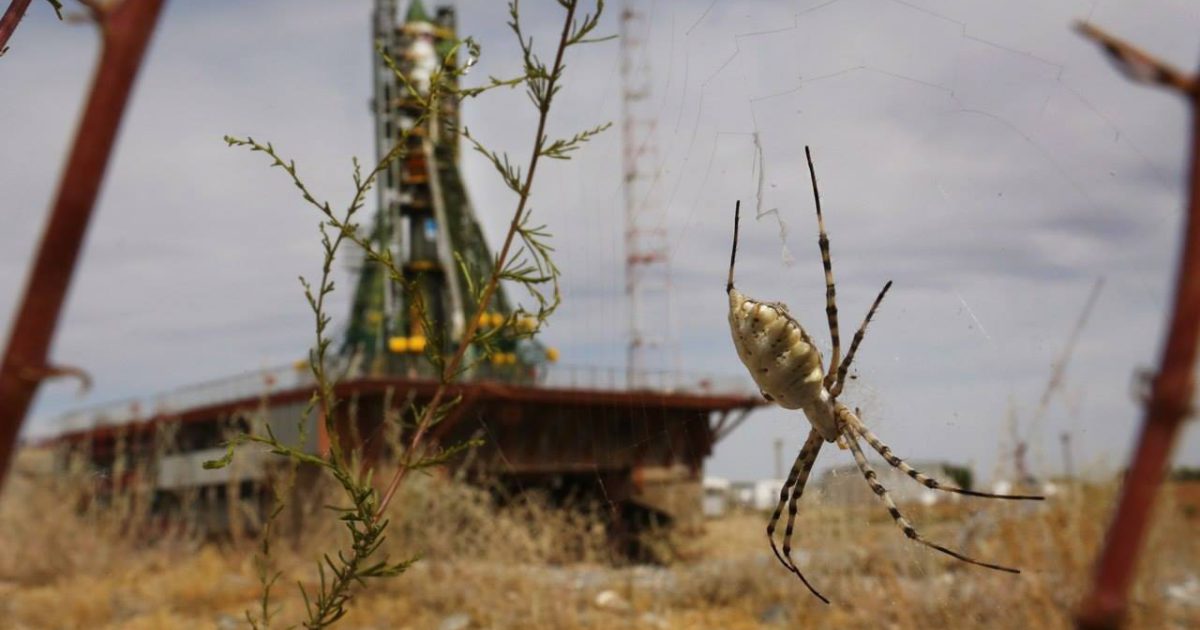 Spider attack | The Planetary Society