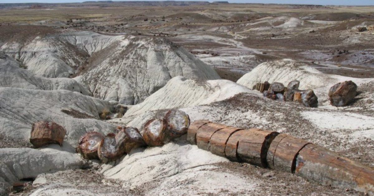 Petrified logs | The Planetary Society