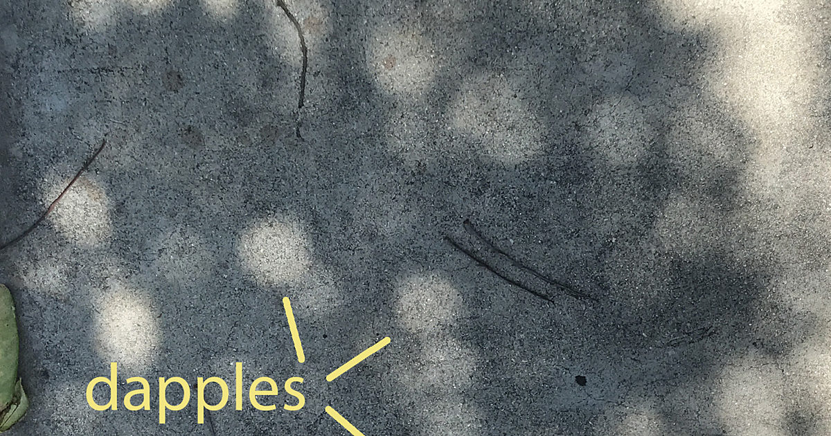 Dappled shade | The Planetary Society