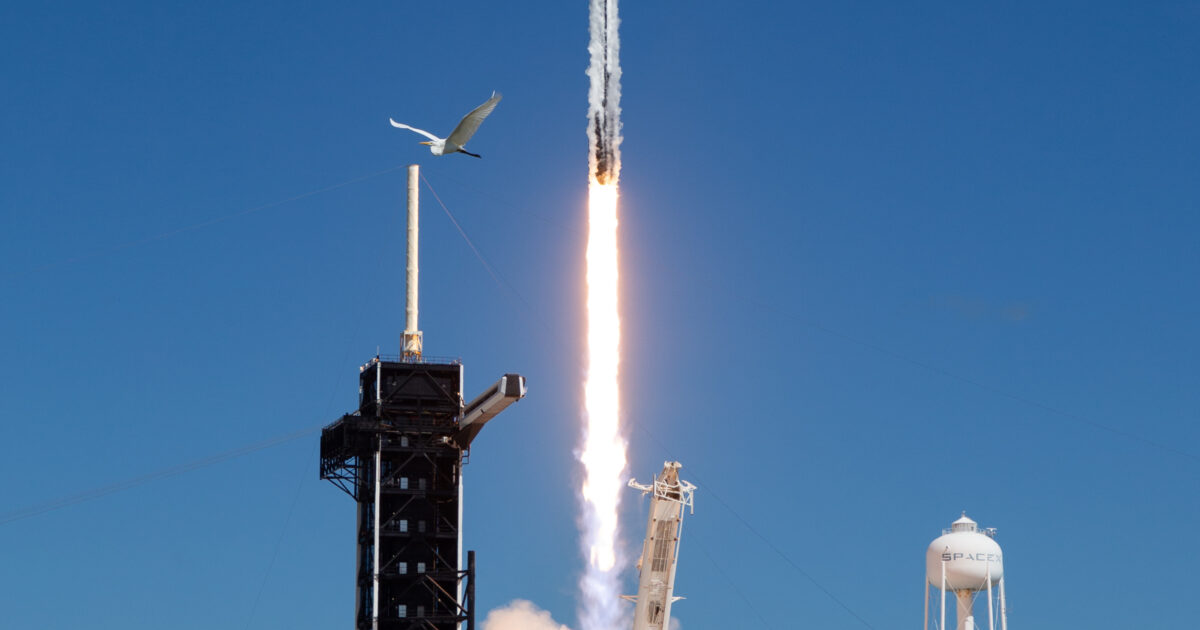 Crew-5 launch, with bonus egret | The Planetary Society