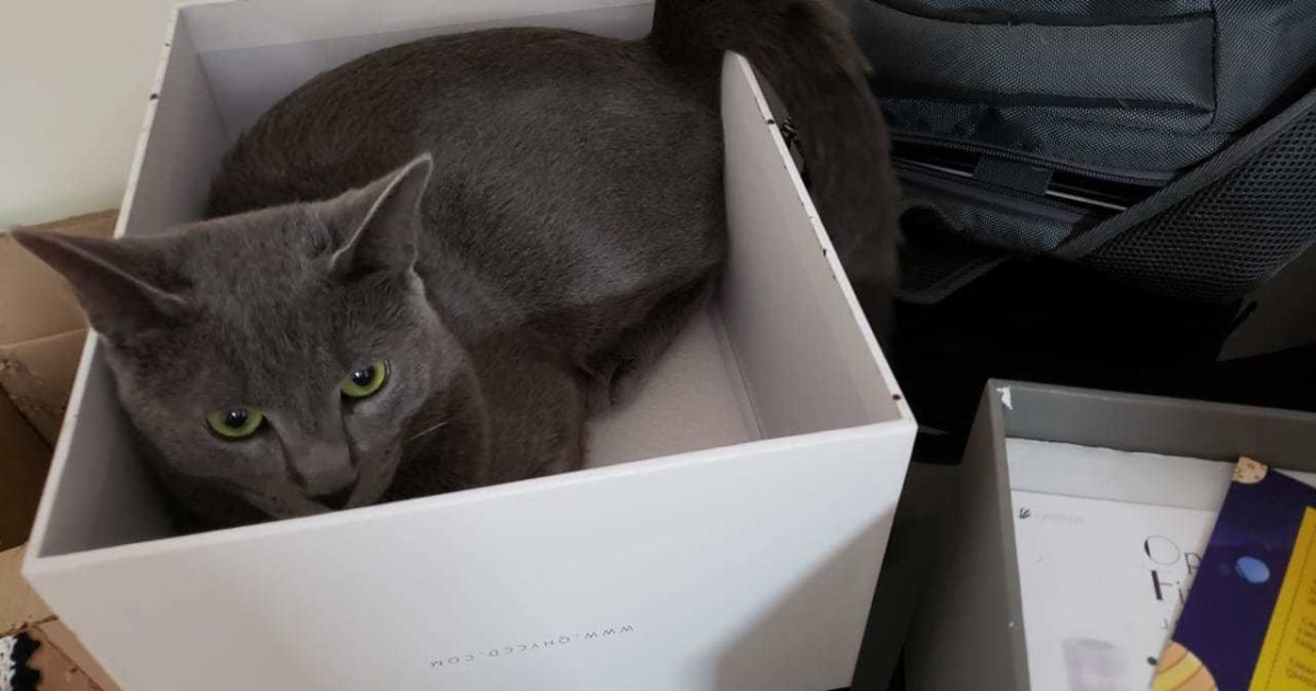 Leonardo's cat | The Planetary Society