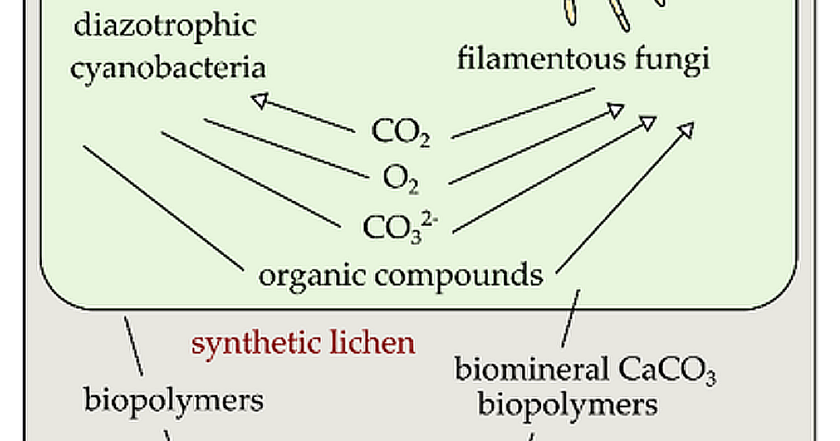 Biomineralization-enabled self-growing… | The Planetary Society