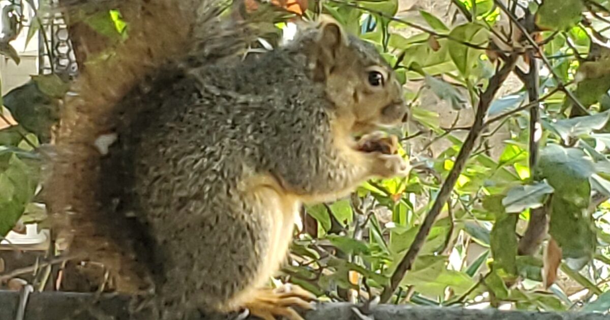 Snacking squirrel | The Planetary Society