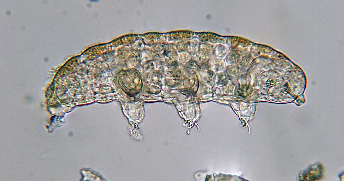 Tardigrade under the microscope | The Planetary Society