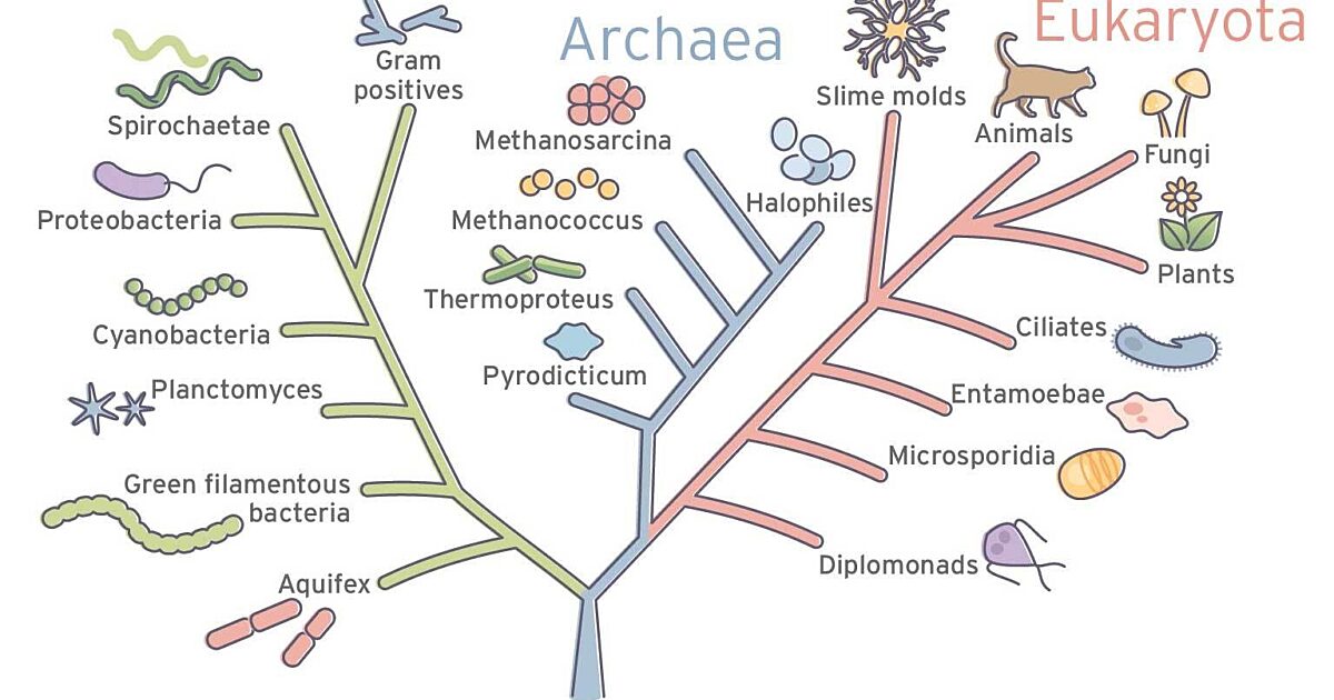 The tree of life | The Planetary Society