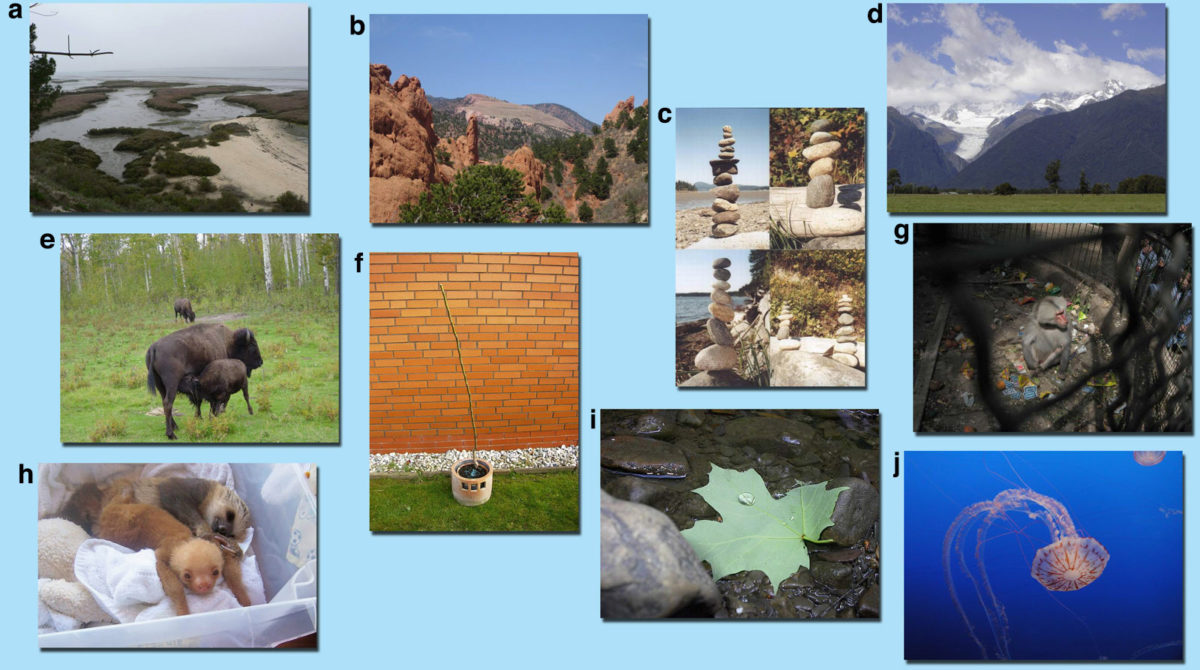 New Horizons Time Capsule Selections: Nature | The Planetary Society