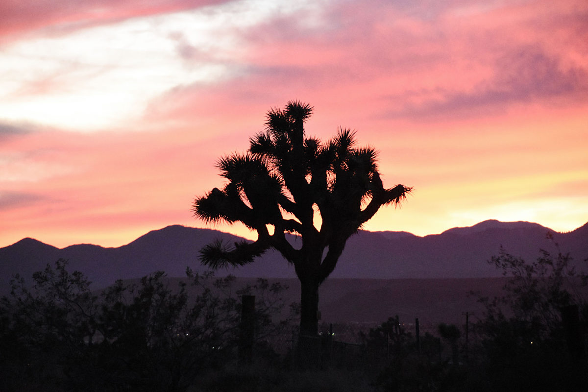Joshua tree sunset | The Planetary Society