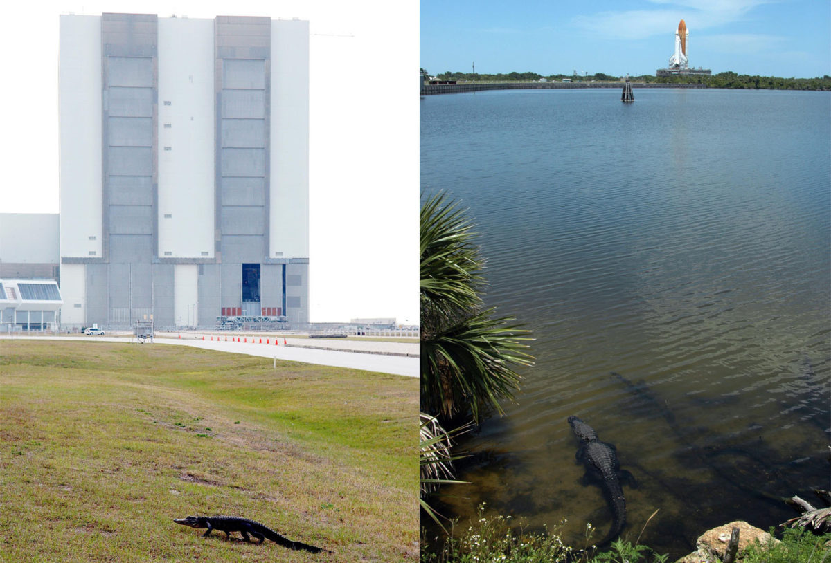 Shuttle alligators | The Planetary Society
