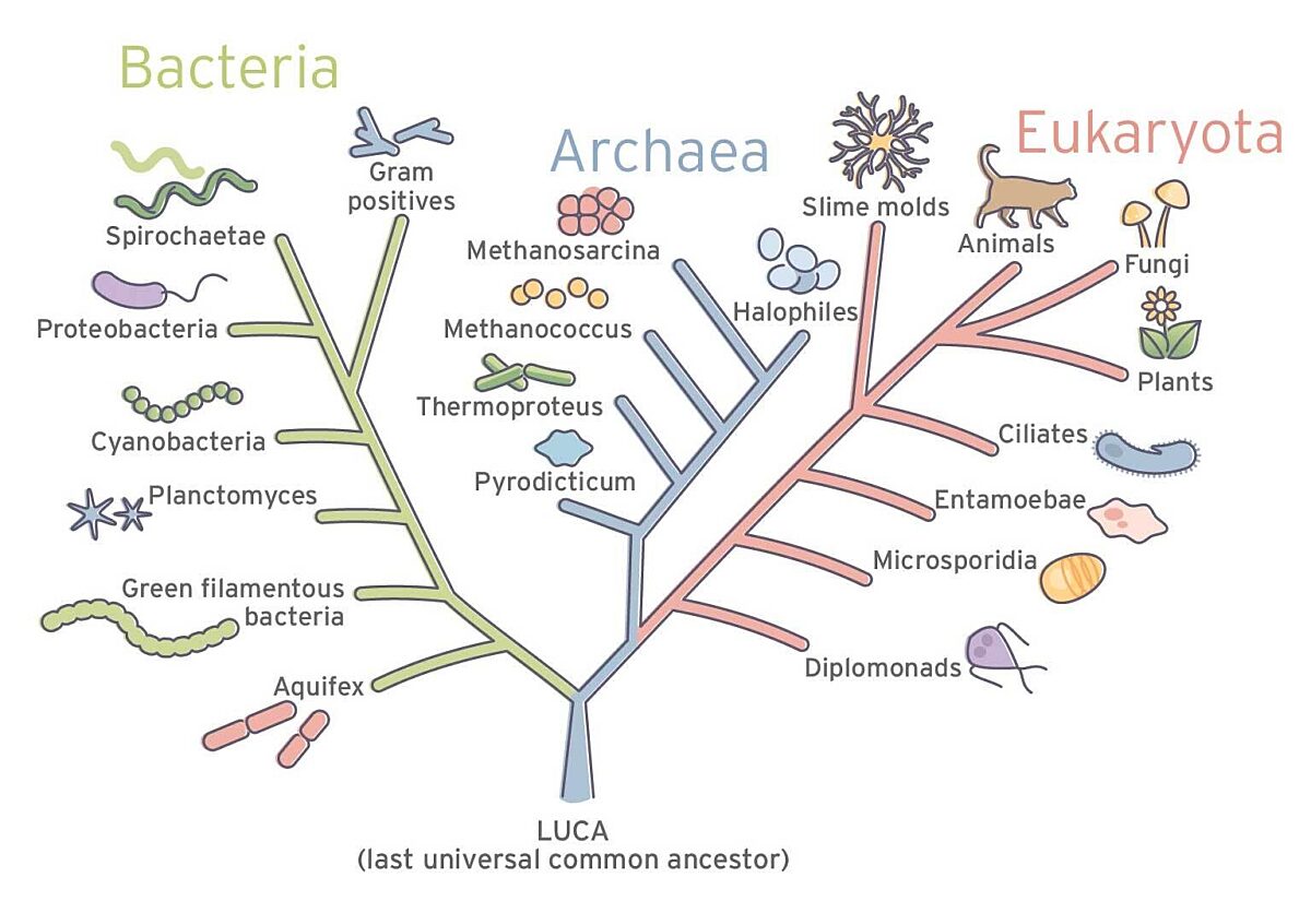 The tree of life | The Planetary Society