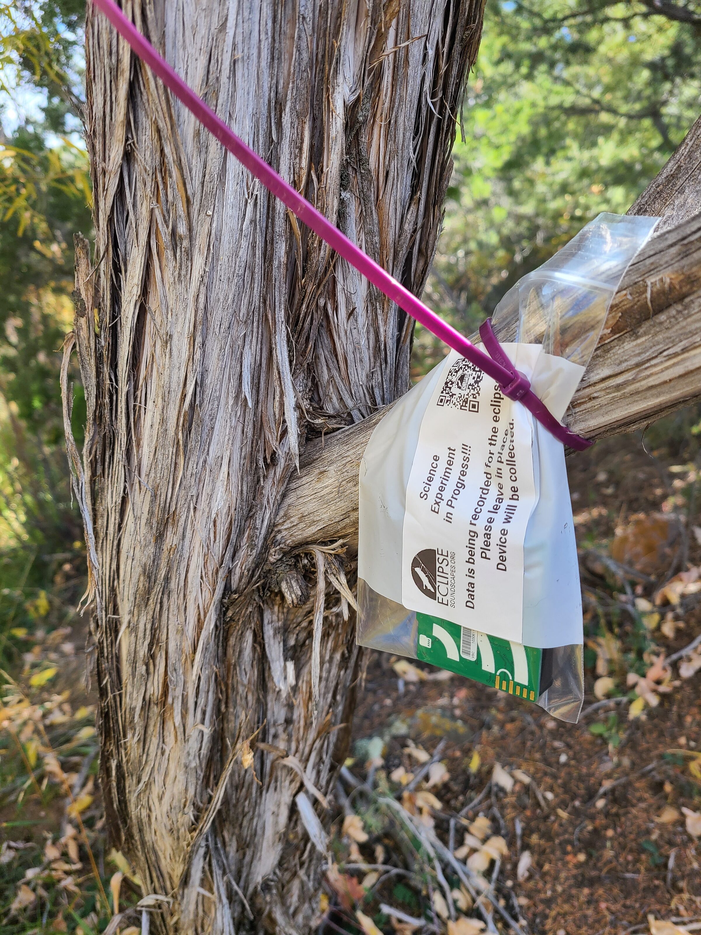 AudioMoth recorder in tree | The Planetary Society