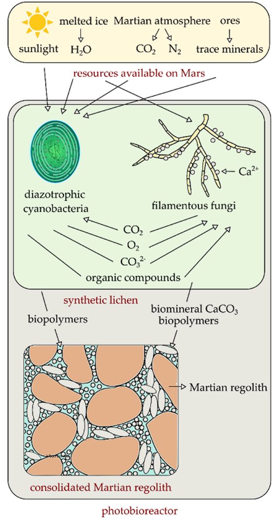 Biomineralization-enabled self-growing… | The Planetary Society