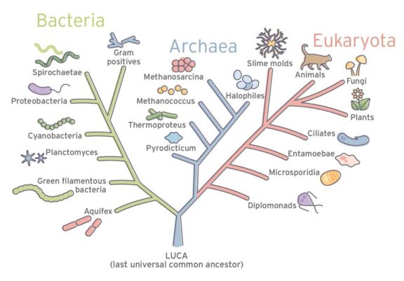 The tree of life | The Planetary Society