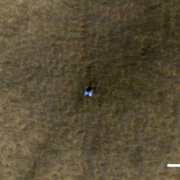 Comet 109P/Swift-Tuttle | The Planetary Society