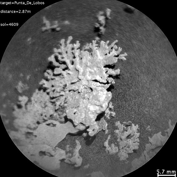 A coral-like rock on Mars | The Planetary Society